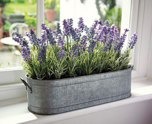 Planting lavender in pots - Little Piece Of Me