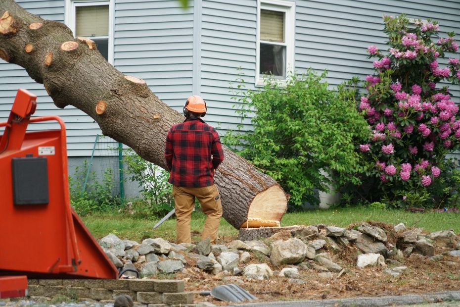 How To Remove A Tree From Your Yard The Complete Guide