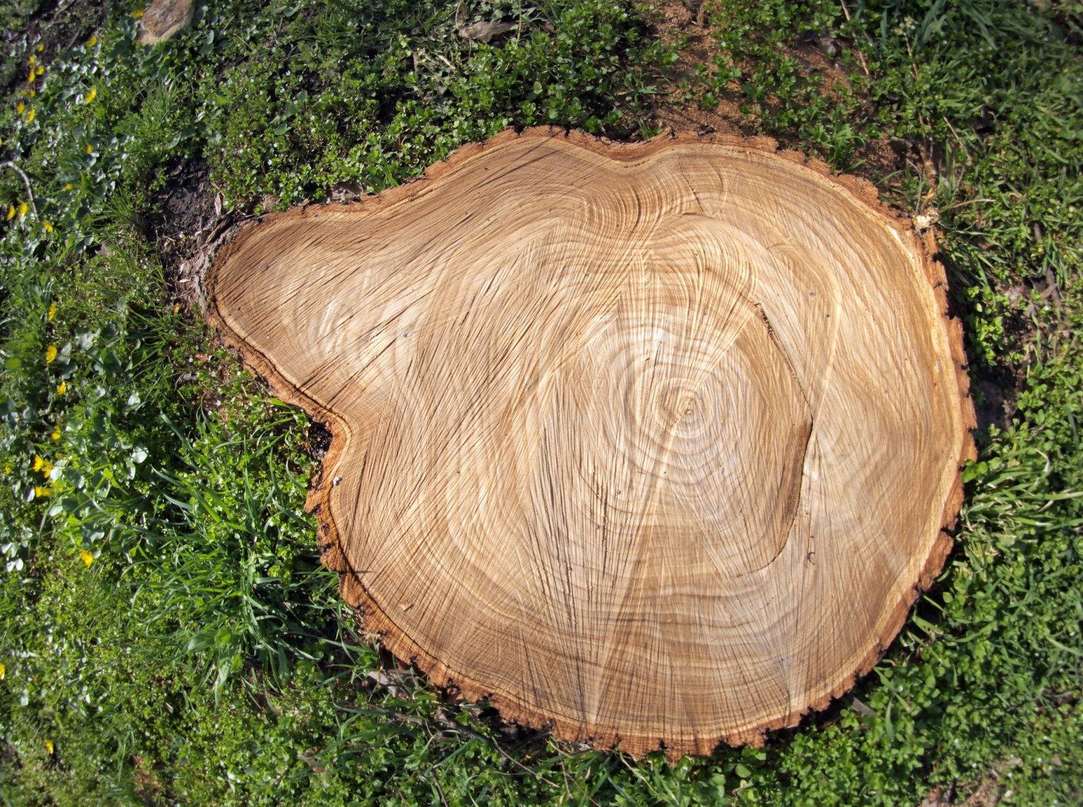 How to Remove a Large Tree Stump: 5 Top Tree Tips How to Remove a Large Tree Stump: 5 Top Tree Tips